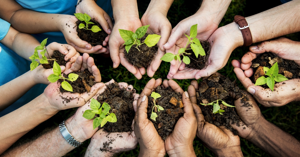 Grow your green thumb: Your guide to getting involved in tree planting ...