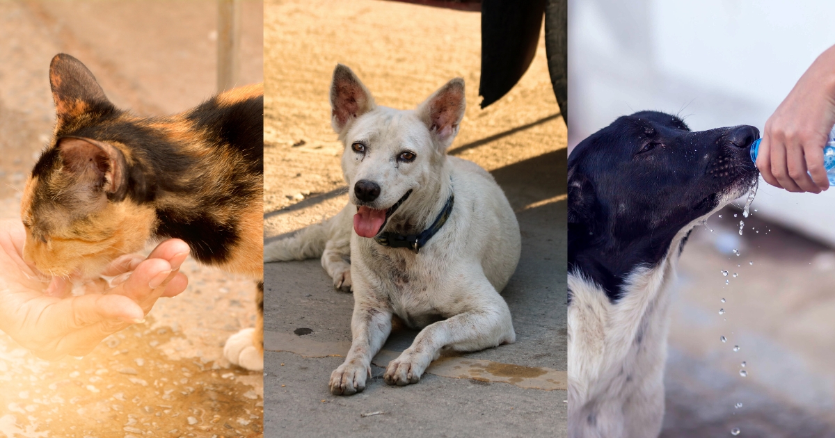 Here's how you can help your pets beat the intense heat • PhilSTAR Life