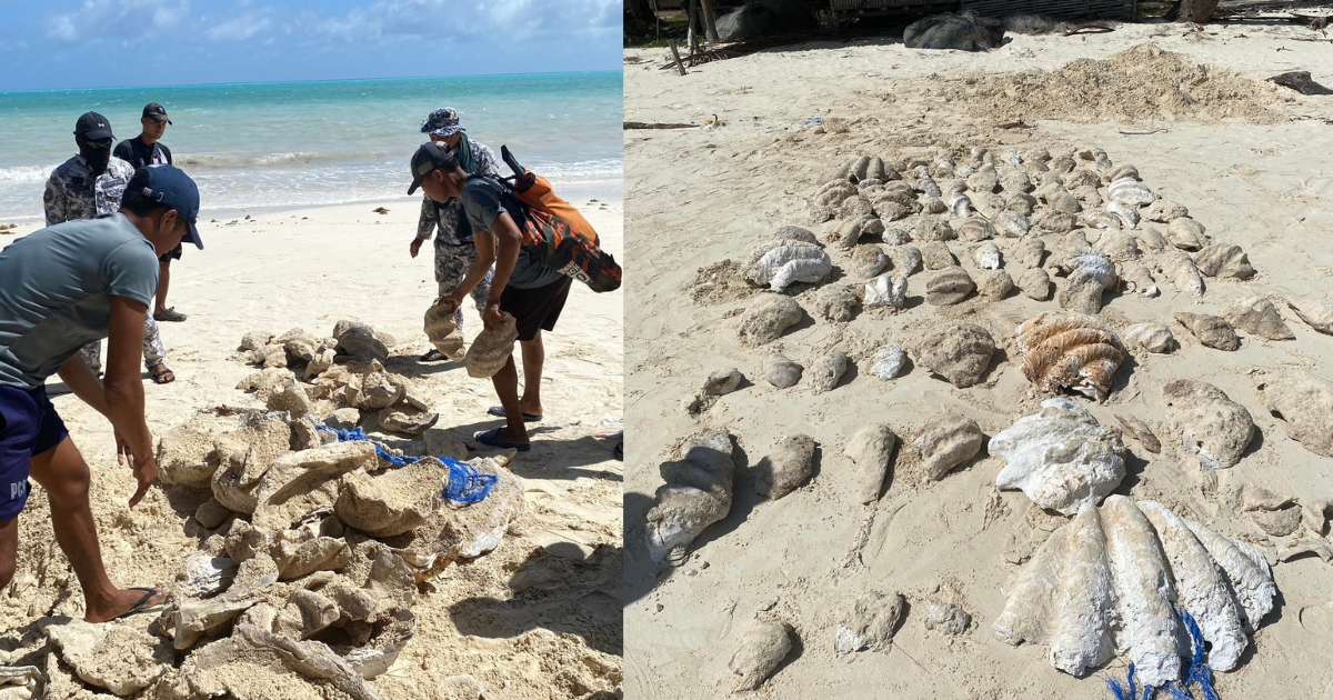 P8.1 million worth of fossilized giant clam shells seized along ...