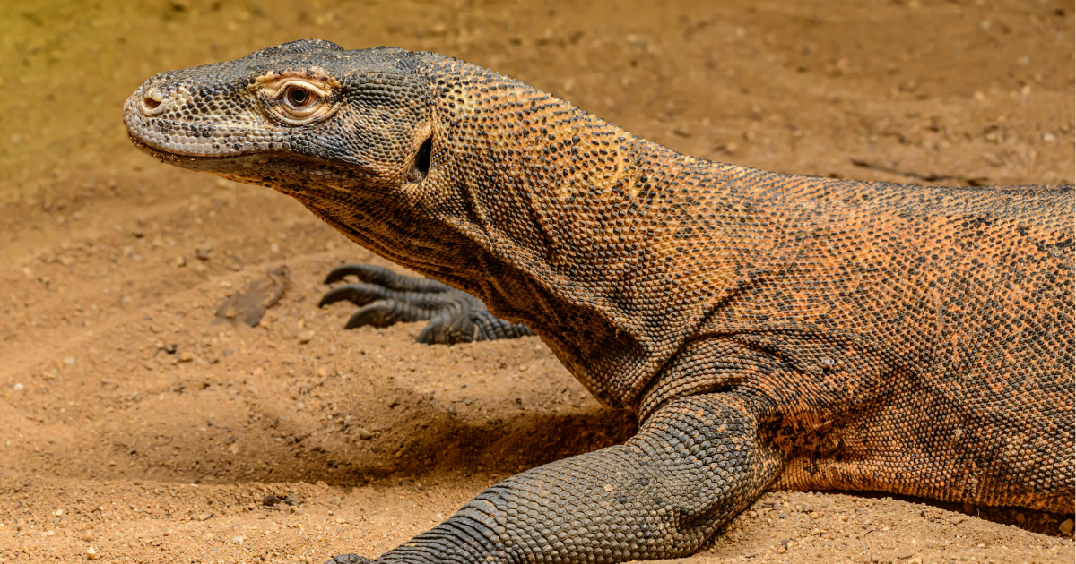 Scientists discover that komodo dragons have iron-coated teeth ...