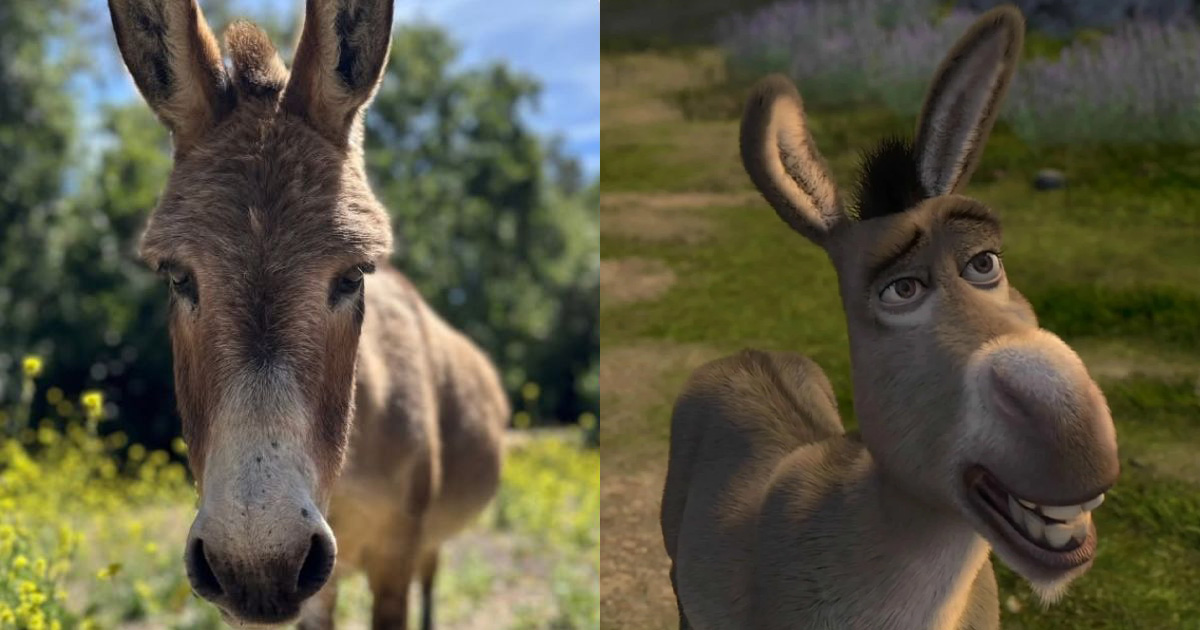 Perry, the inspiration for Donkey character in 'Shrek,' passes away ...