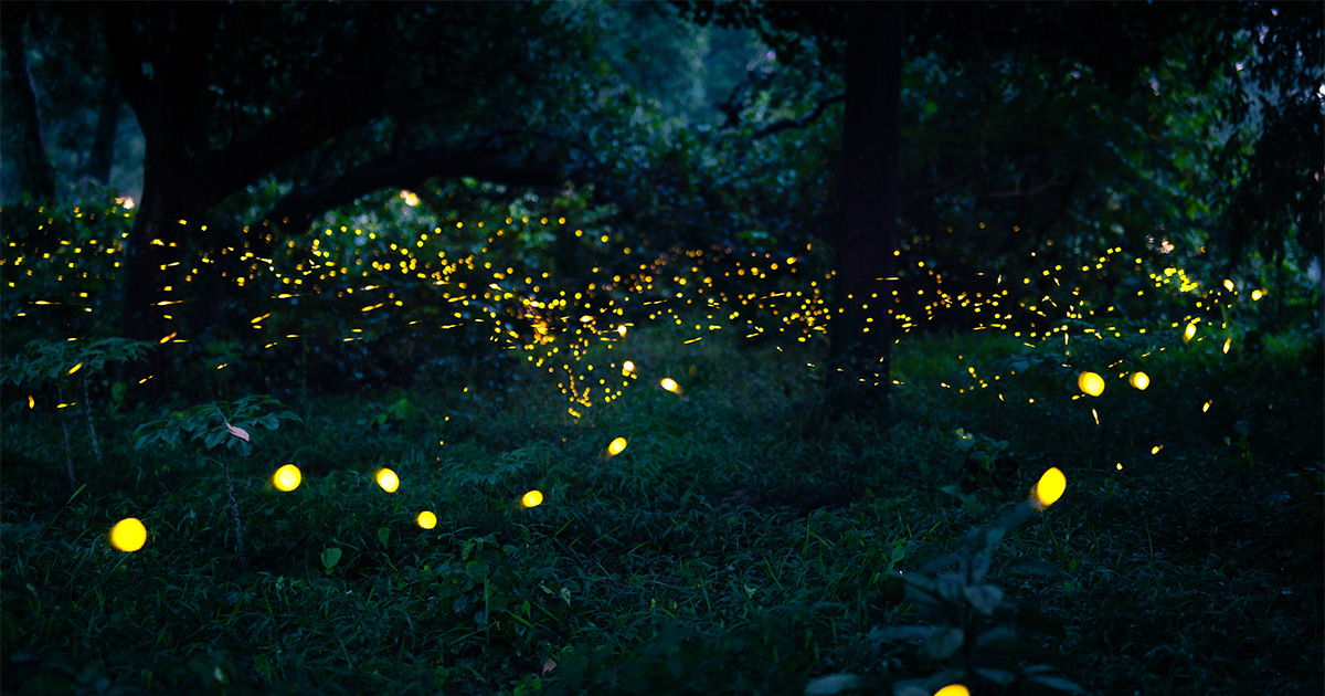 The light we carry: Remembering fireflies through stories • PhilSTAR Life