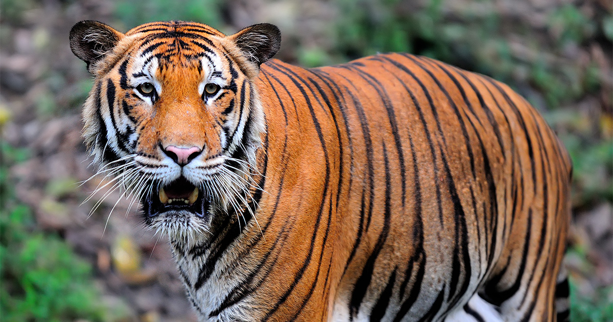 Tiger carcass in trunk of car sparks outrage in Malaysia • PhilSTAR Life