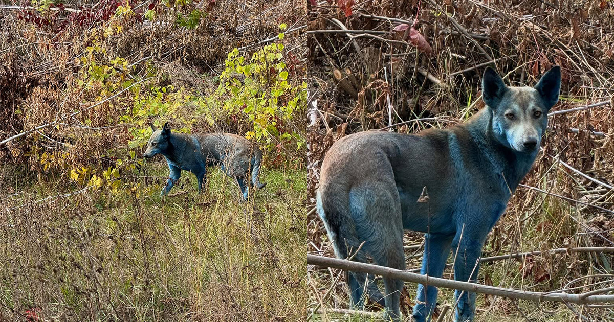 Researchers explain why stray dogs spotted in Chernobyl appear blue ...