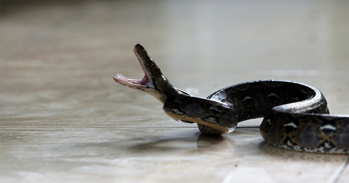 Python swallows woman whole in Indonesia • PhilSTAR Life