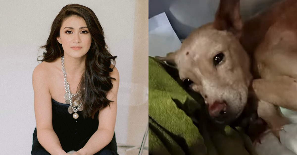 Carla Abellana rescues dog hit by car along NLEX • PhilSTAR Life