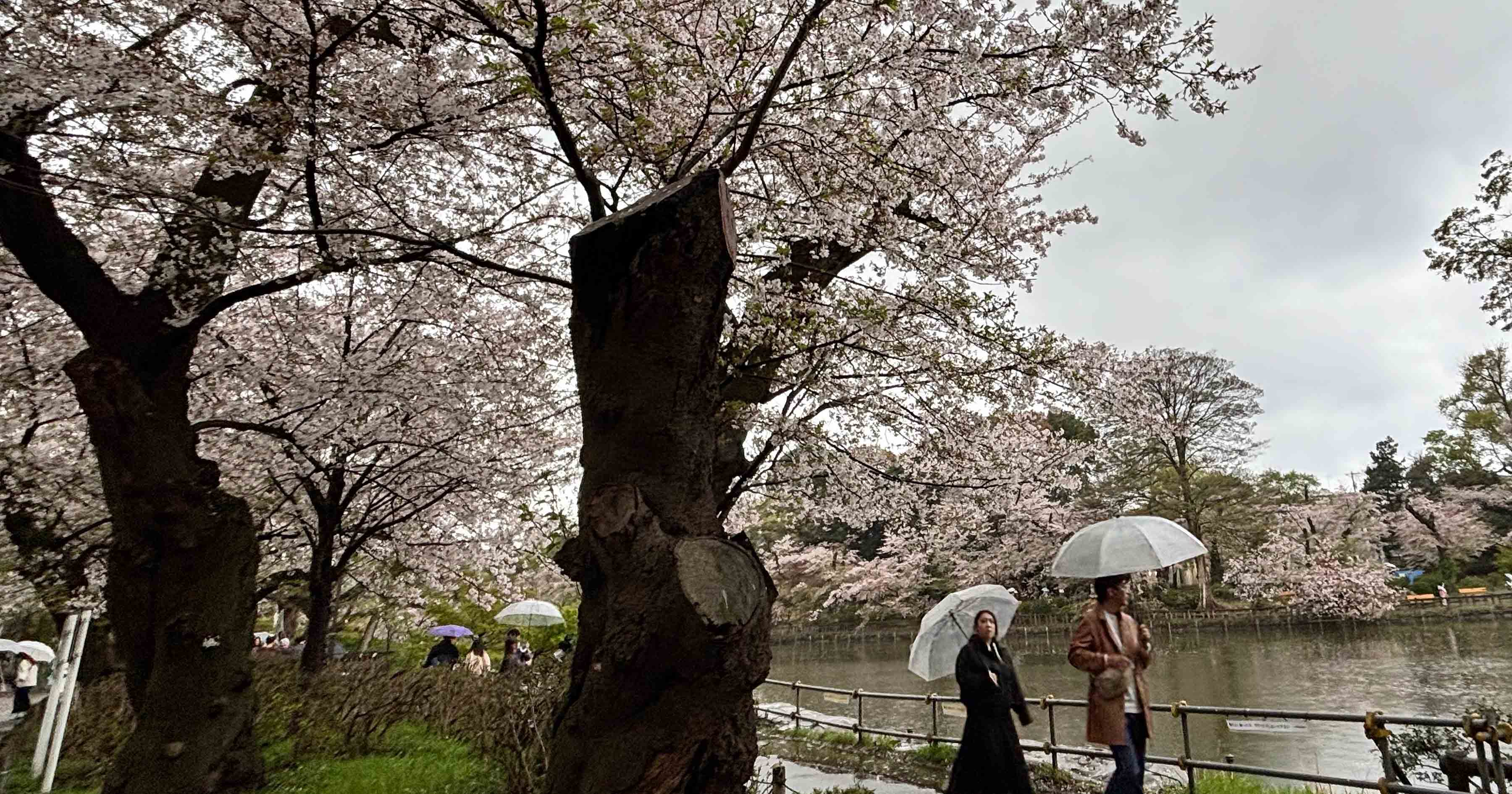 Collapse of Tokyo's aging cherry blossom trees during viewing season ...