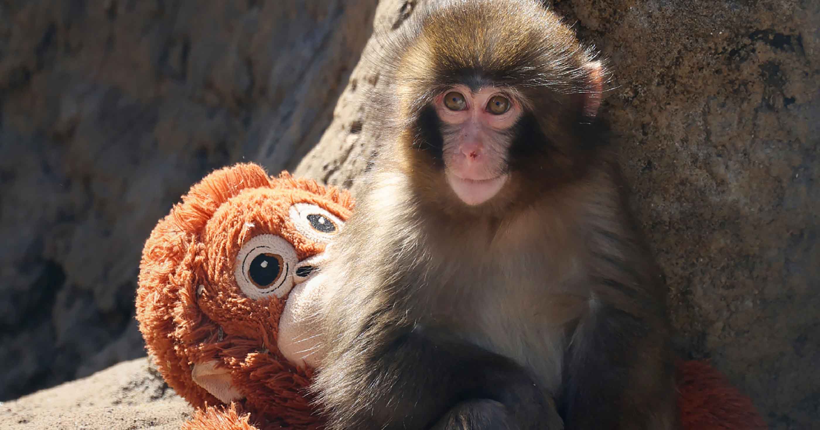 Fans flock to Japan zoo to see viral baby monkey Punch • PhilSTAR Life