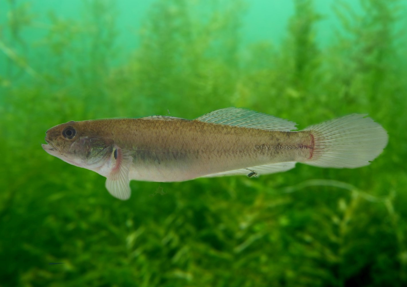 Naujan Lake, an off-the-beaten-path destination in Mindoro • PhilSTAR Life