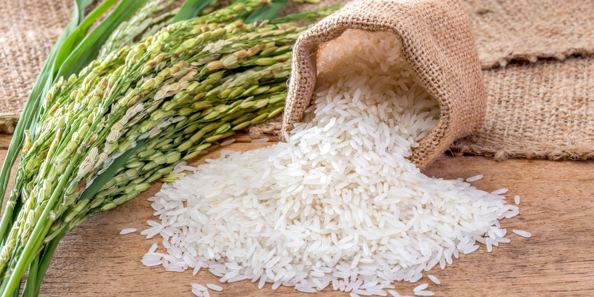 Dinorado named 2nd best rice in the world • PhilSTAR Life