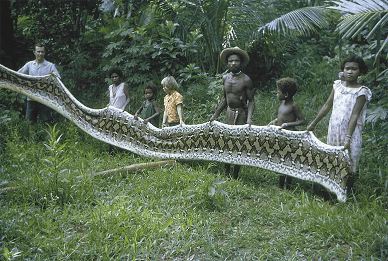 Renewal and transformation for the year of the snake • PhilSTAR Life