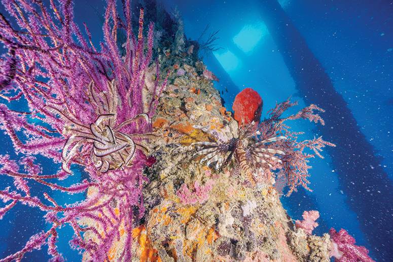 From land to sea, AboitizPower walks the talk • PhilSTAR Life