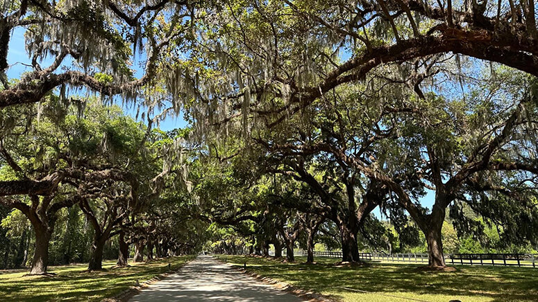 Journey to the land of Forrest Gump, grand plantation homes and live ...