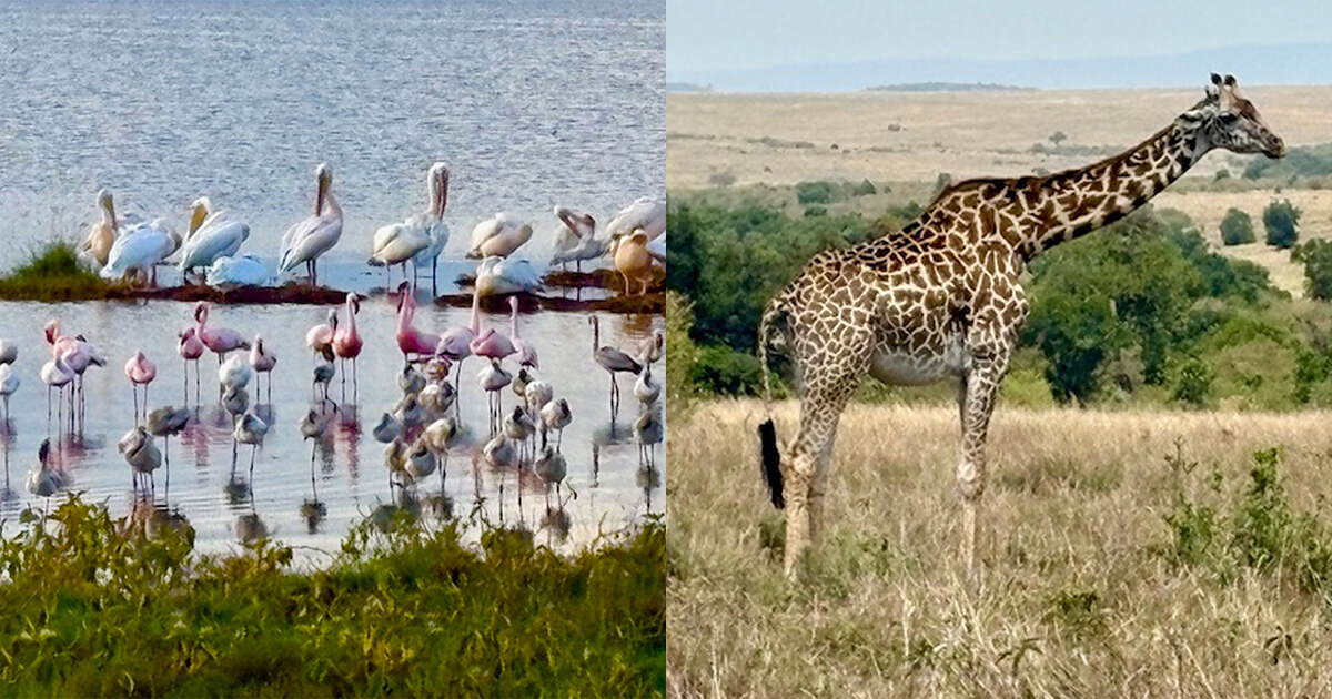 Stalking the big 5 (and the ugly 5) in the birthplace of the Safari ...