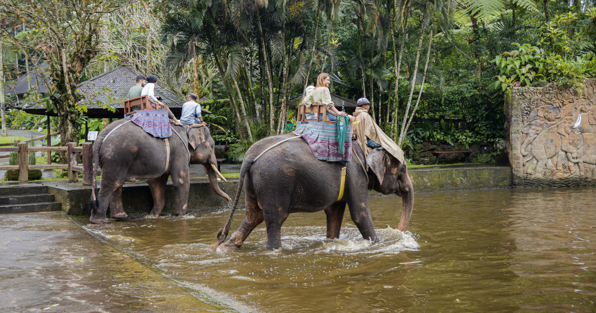 Indonesia officially bans elephant rides after animal welfare concerns ...