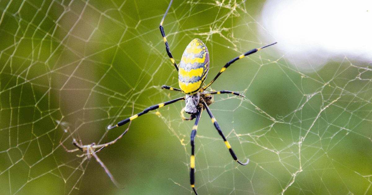 Venomous flying spiders with 4-inch legs spread across the US ...
