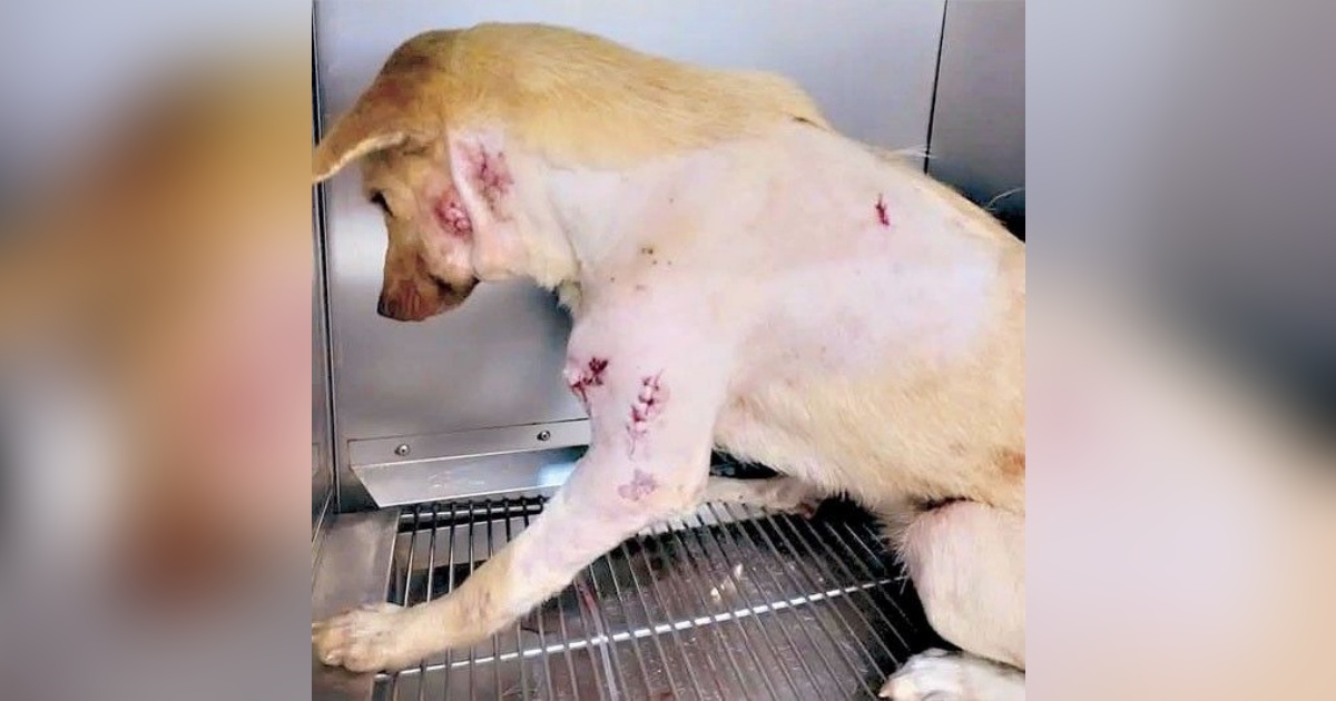 Dog shot with arrows; officials, citizens raise P65,000 reward for ...