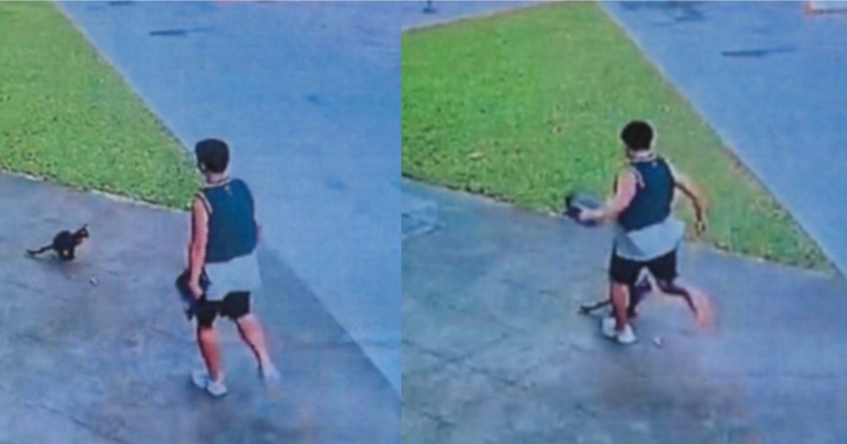 Bureau of Immigration arrests alleged Chinese cat killer for ...