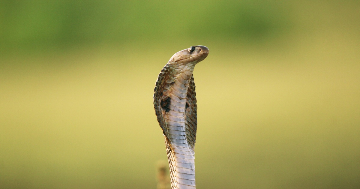 Two-year-old boy bites cobra to death • PhilSTAR Life