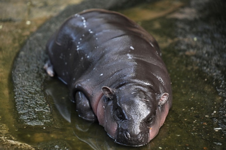 Viral baby hippo Moo Deng to get patent, trademark to prevent her ...