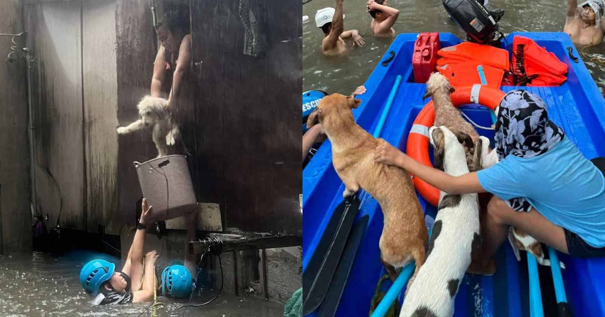 How to not leave pets behind during typhoons • PhilSTAR Life