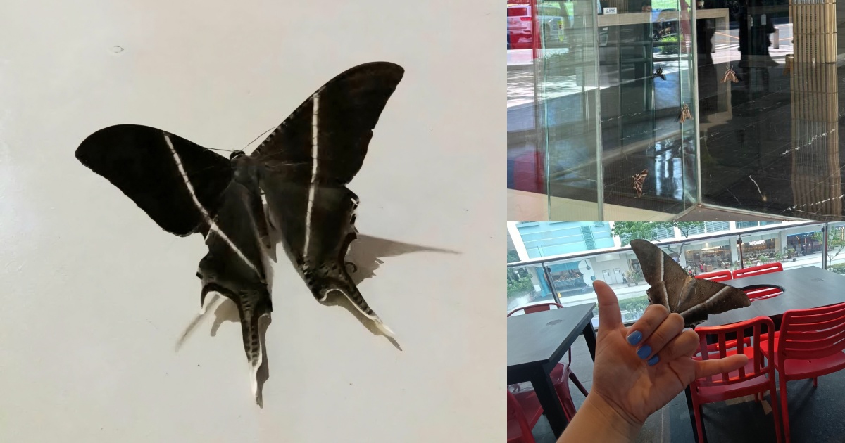 Tropical swallowtail moth: Why is this insect all over Metro Manila—and ...
