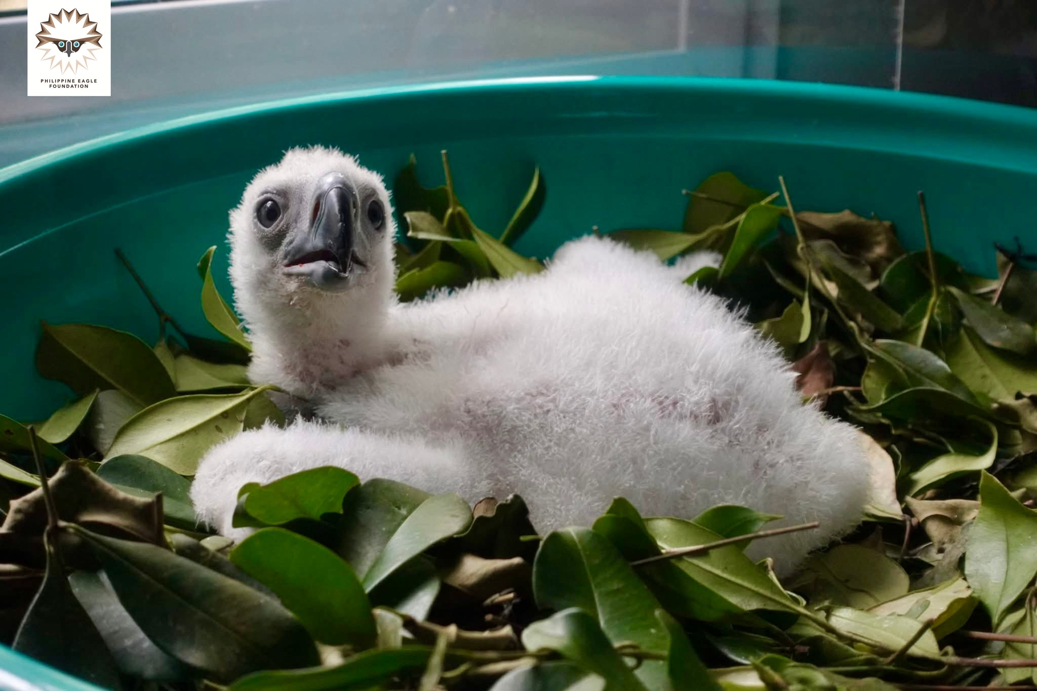 Philippine Eagle Foundation introduces new hatchling Riley • PhilSTAR Life
