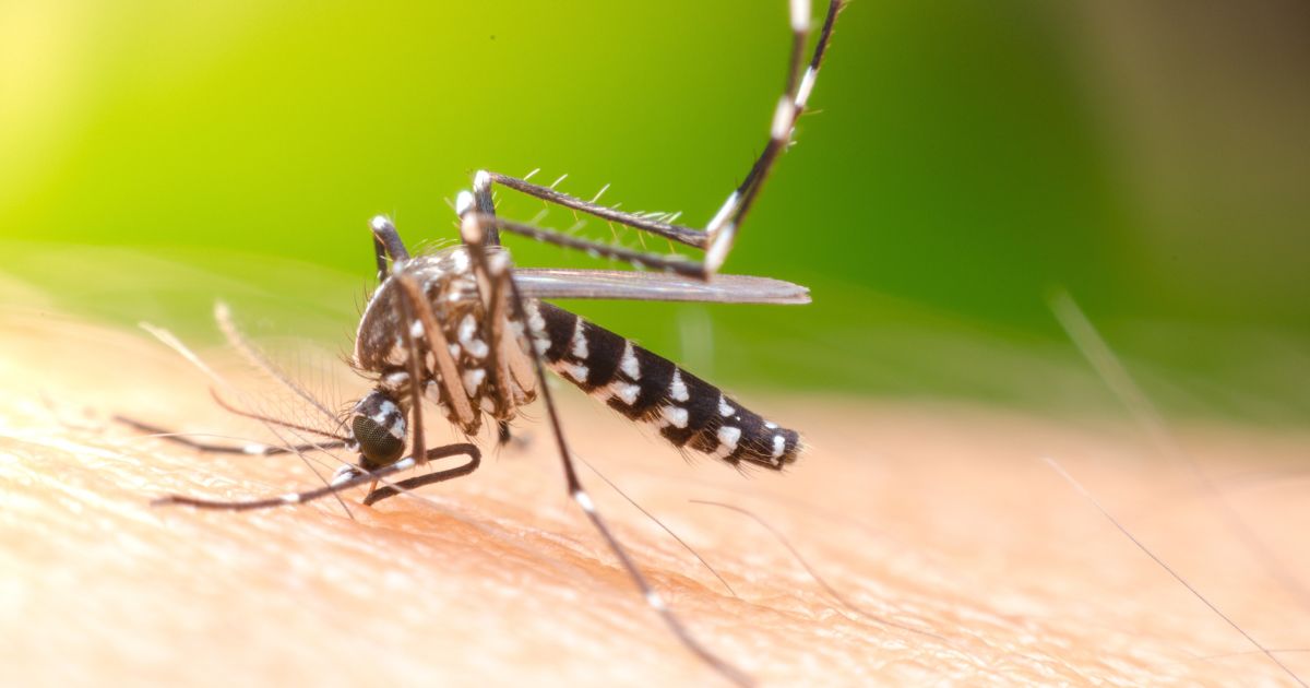 Dengue defense: Simple home tips, key symptoms to watch, and when to ...