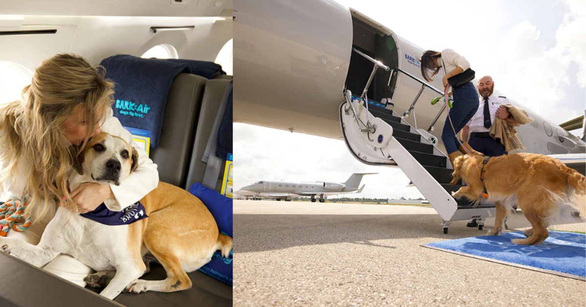 Here's what we know so far about the world's first airline for dogs ...