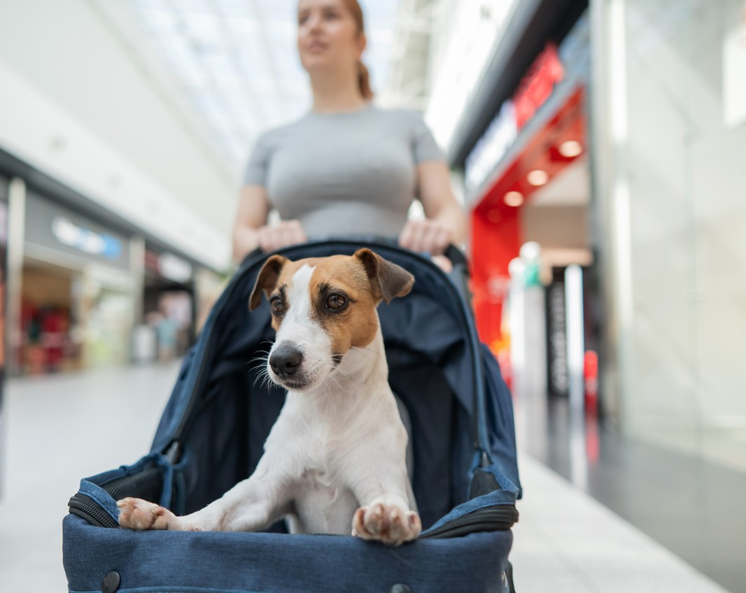 Bringing your pets to the mall? Here are some common pet policies you ...