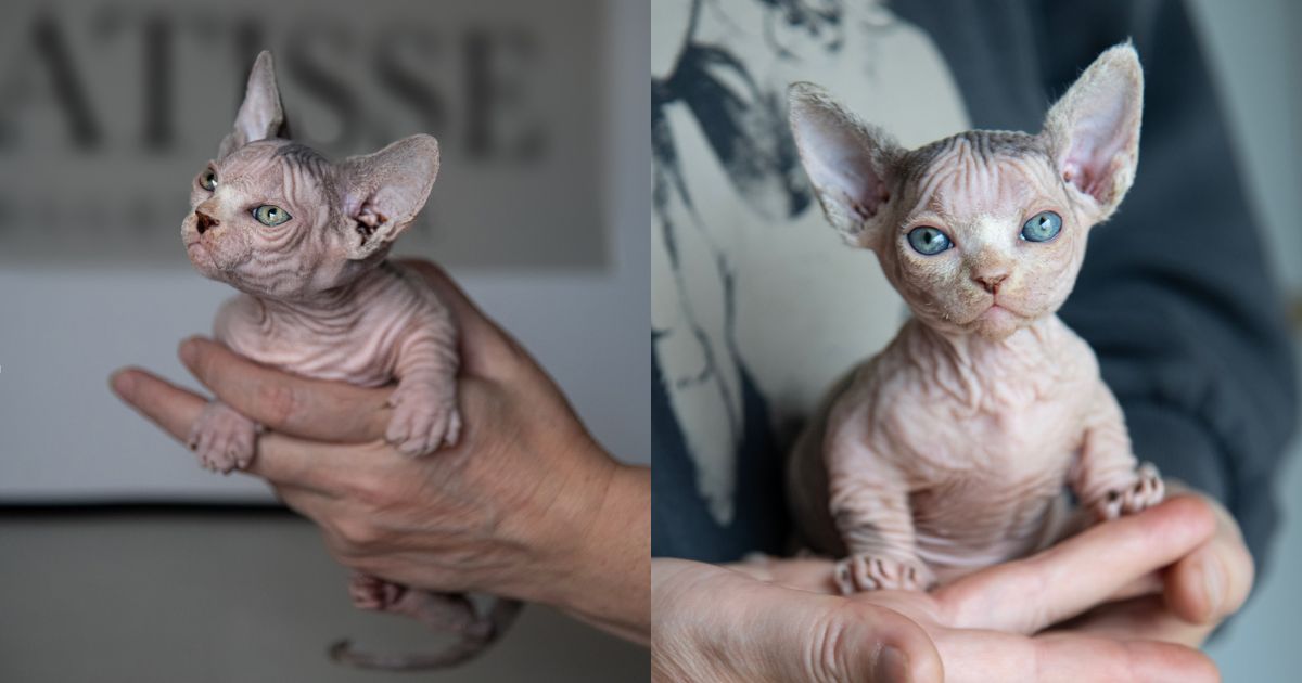 What are 'bully cats' and why are experts warning against buying them ...