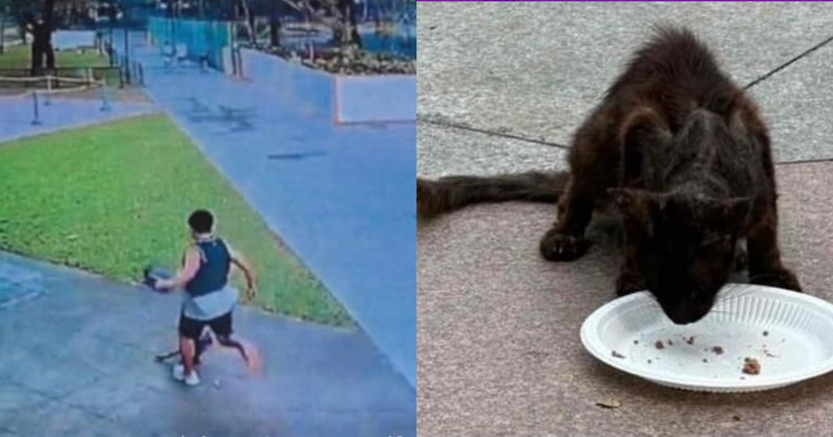 Chinese foreigner allegedly kicks cat to death in Makati City ...