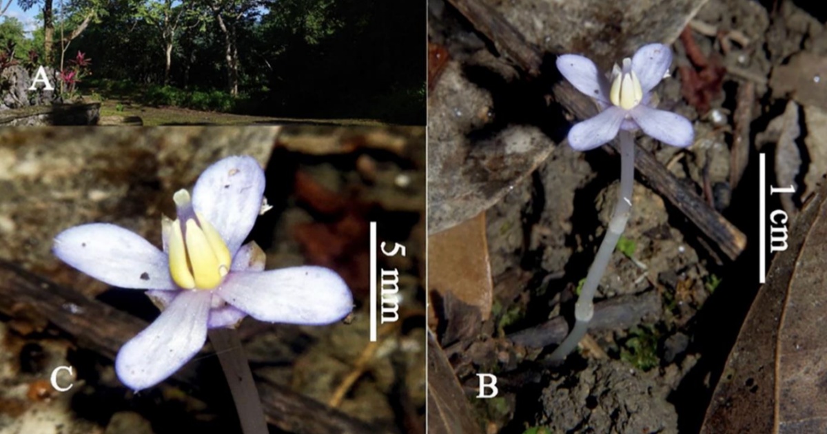 Rare plant species rediscovered in Masungi Georeserve after 130 years ...