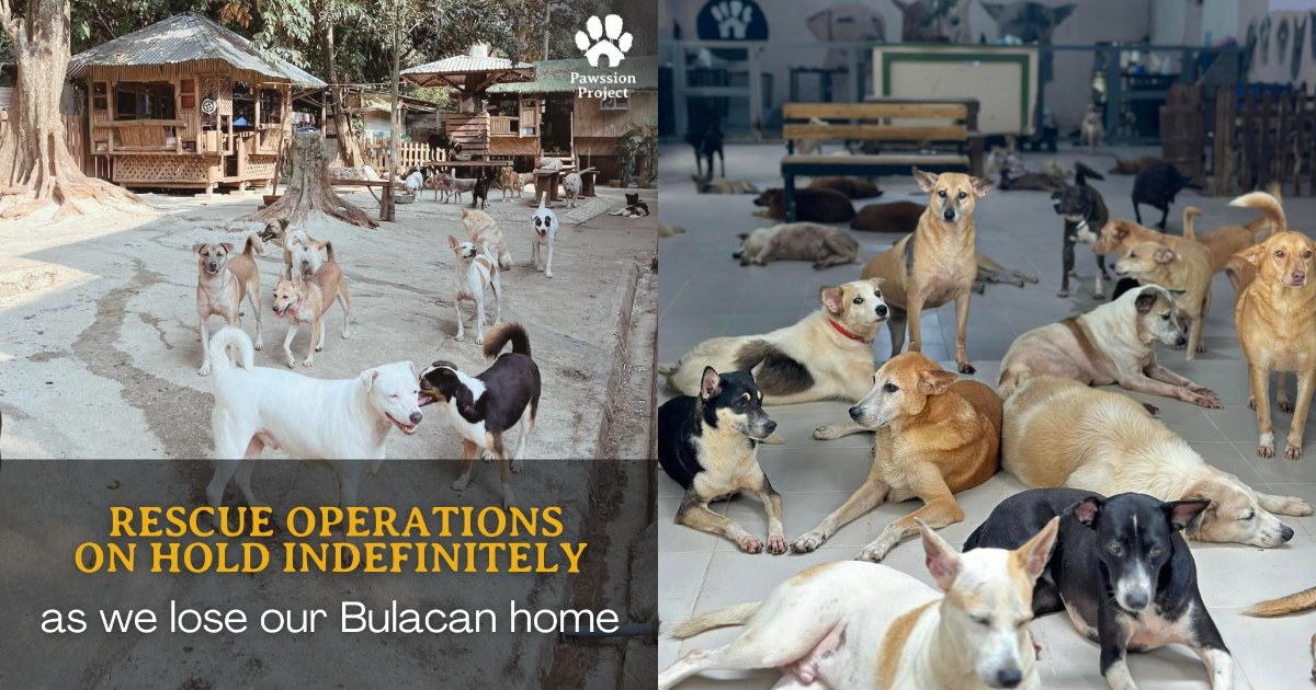Pawssion Project to put rescue operations on hold 'indefinitely' as ...