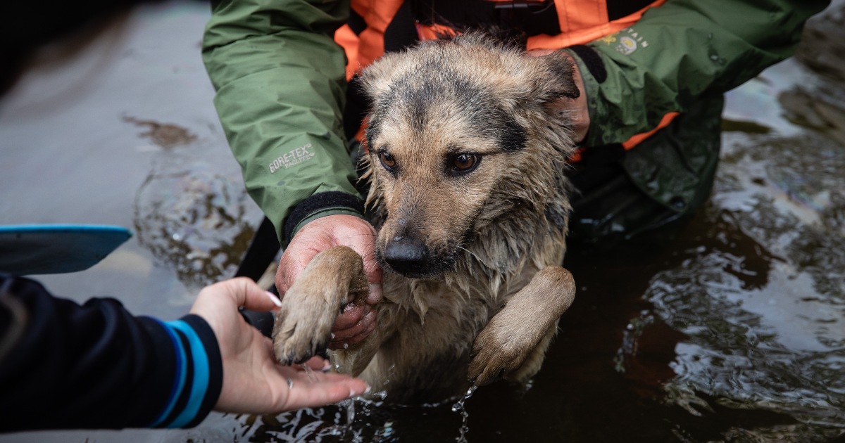 San Juan City to investigate drownings of caged animals in pound after ...